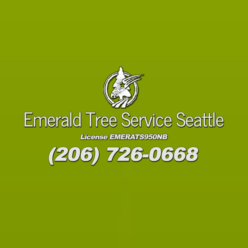 Emerald Tree Service Seattle
