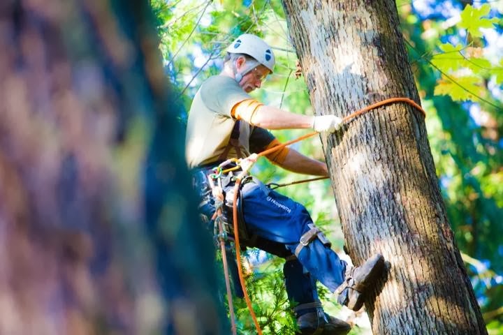 Gallery - Emerald Tree Service Seattle